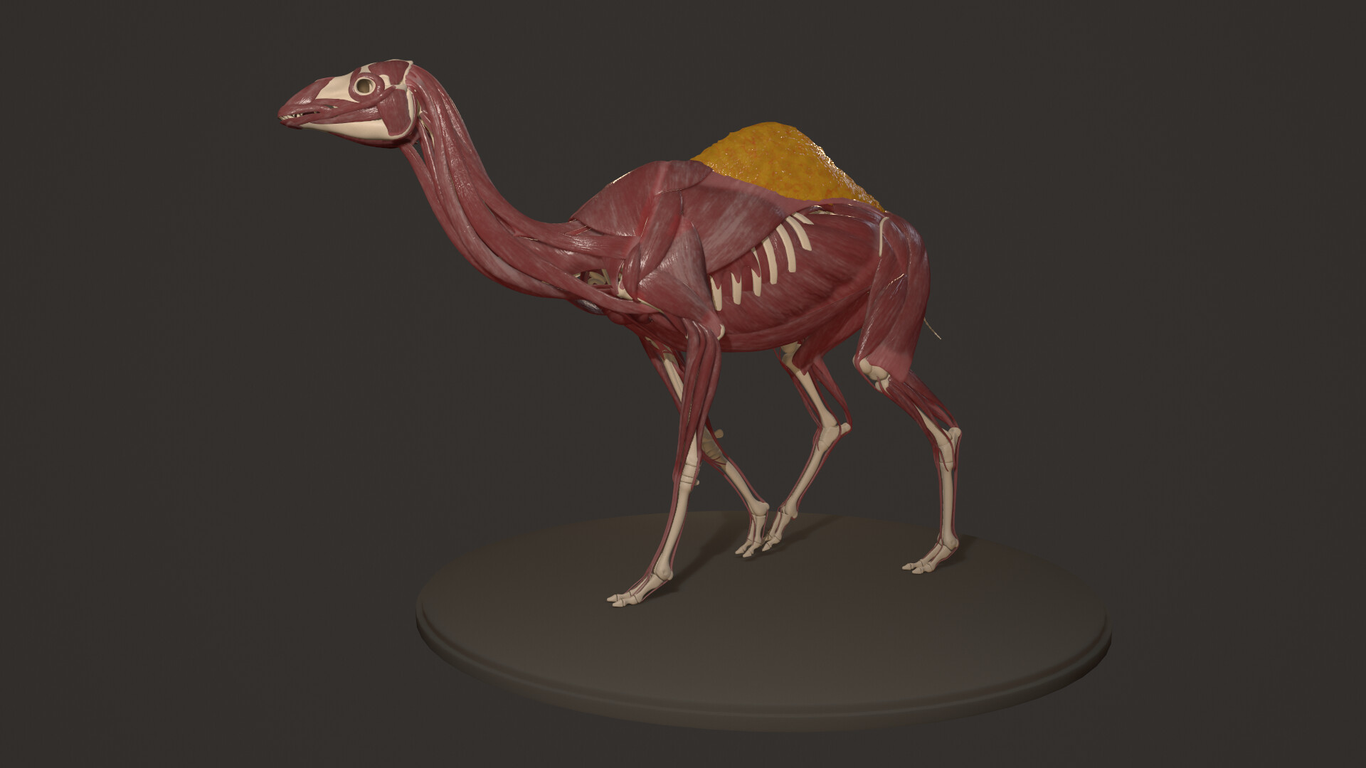 ArtStation - Camel Muscle Sculpt Study