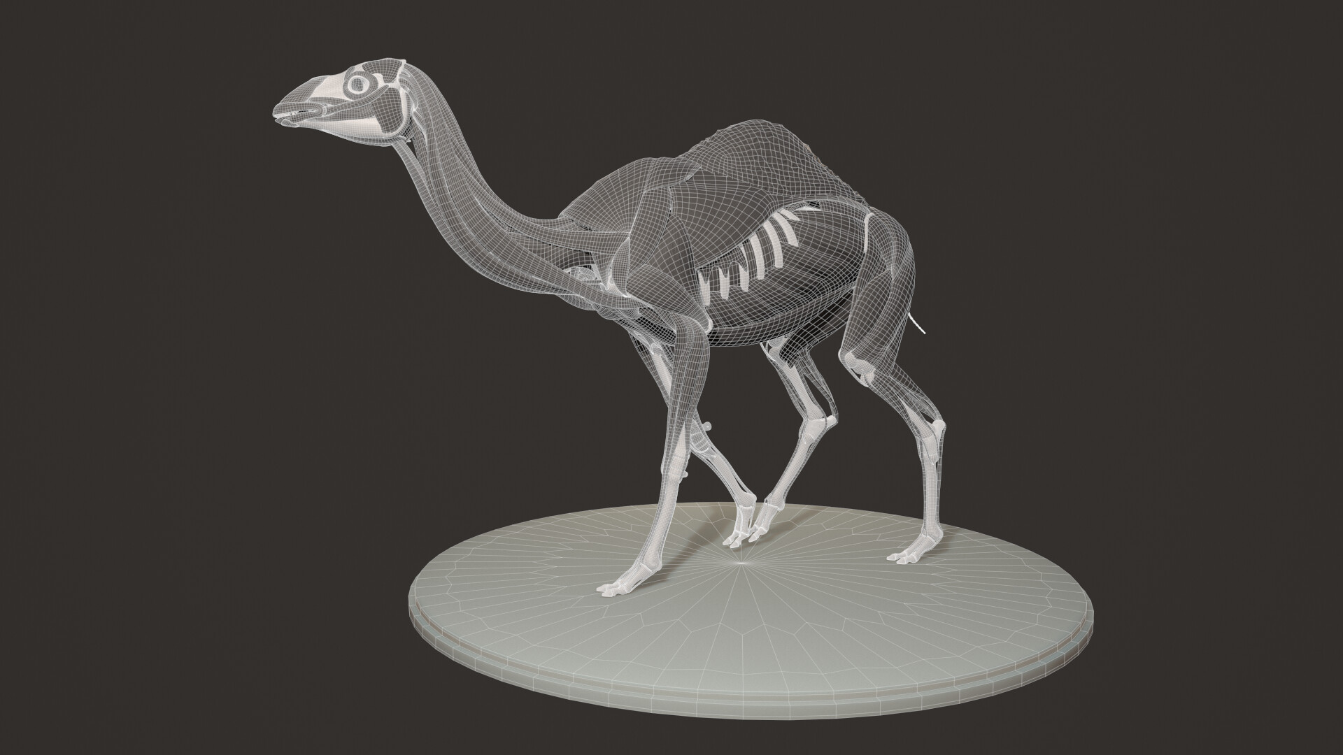 Leslie Clark - Camel Muscle Sculpt Study