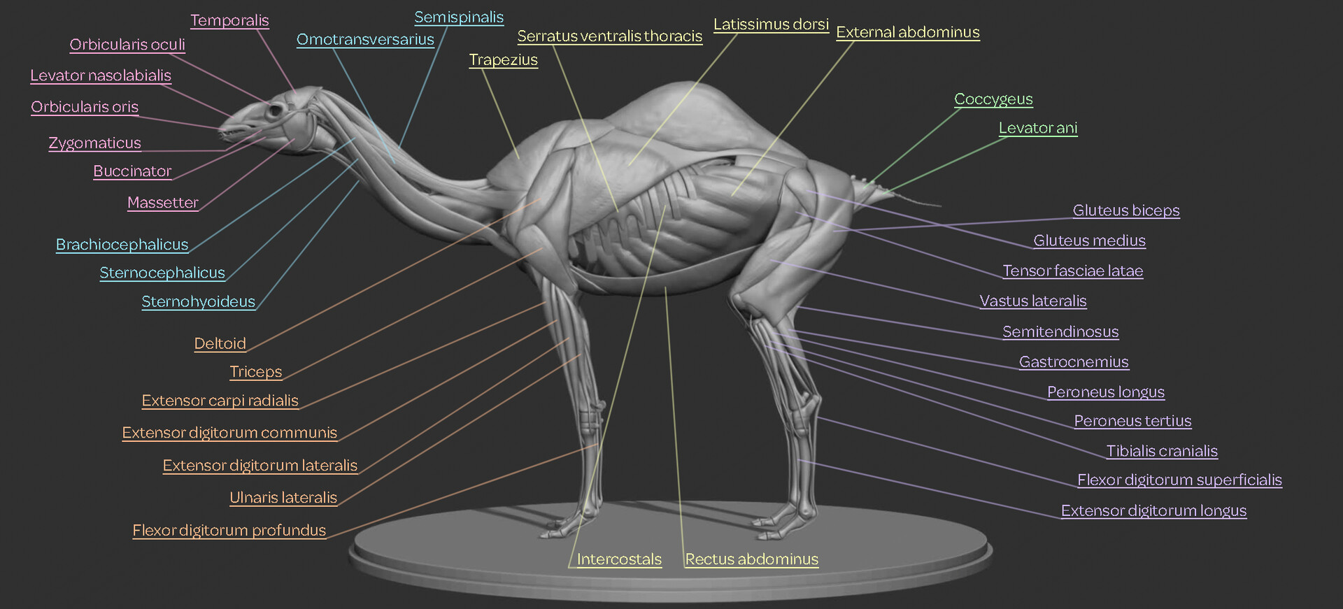 Leslie Clark - Camel Muscle Sculpt Study