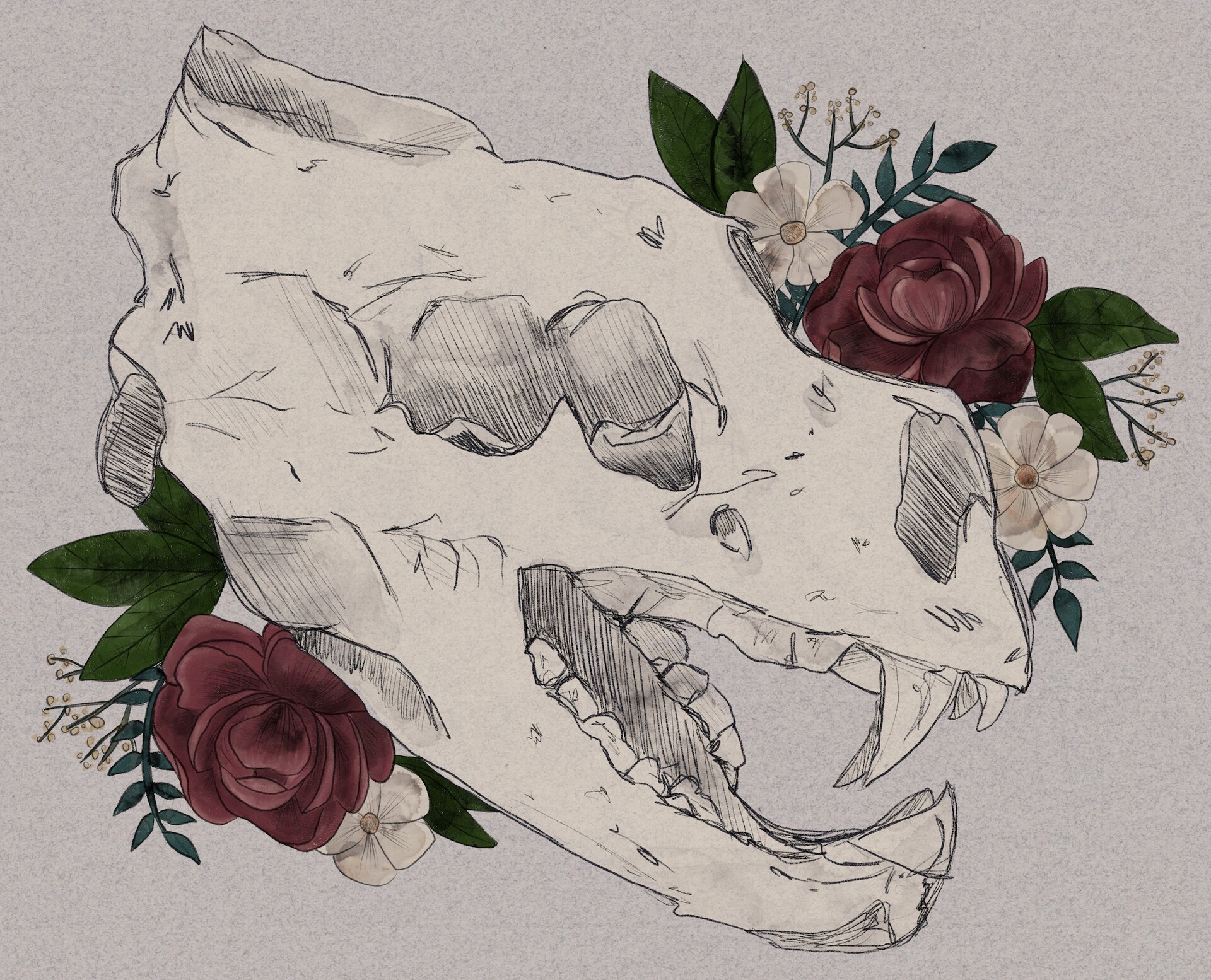 Polar Bear Skull Drawing