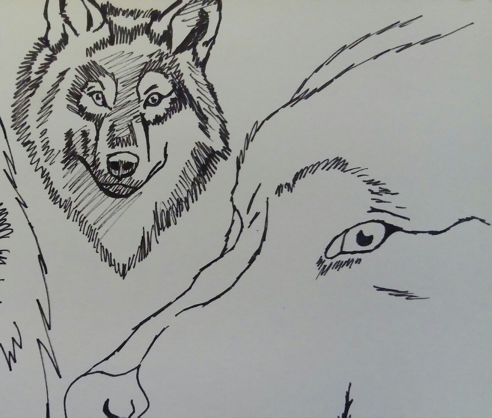 Marcus Jose - Wolves