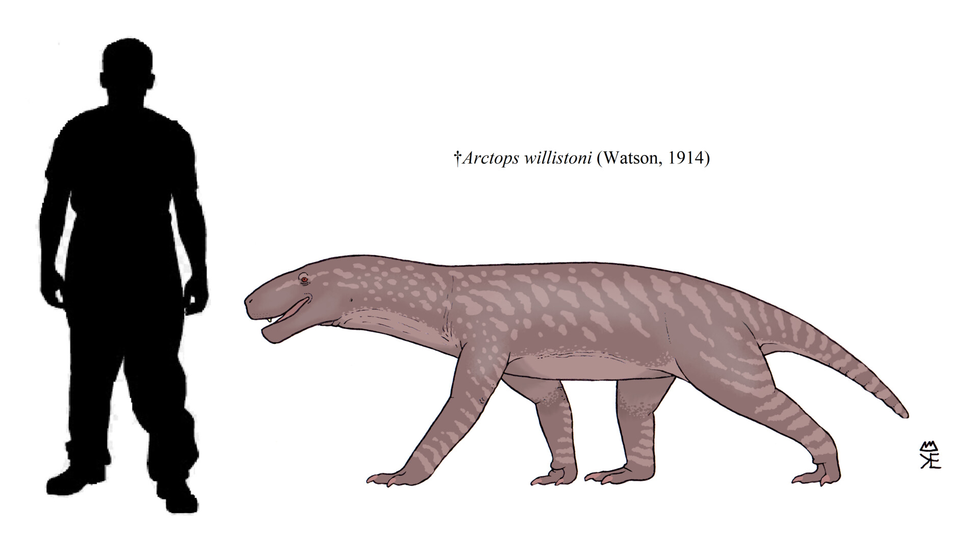 gorgonopsid size