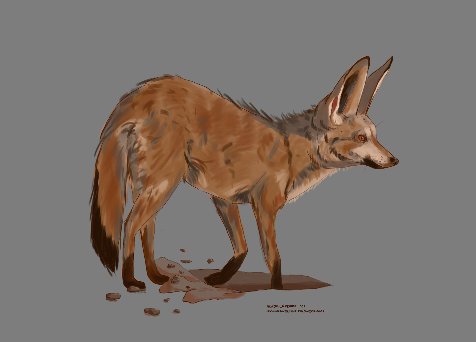 how to draw a bat eared fox step by step
