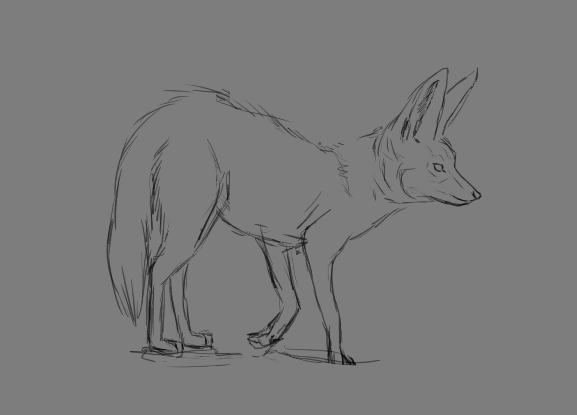 how to draw a bat eared fox step by step