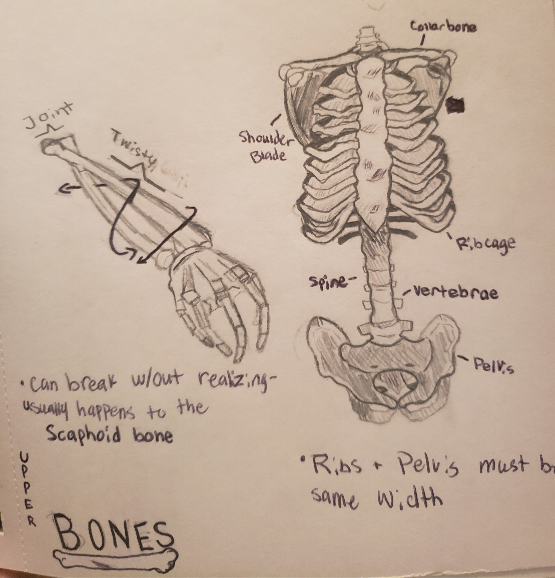 ArtStation - Anatomy Study; Skeleton