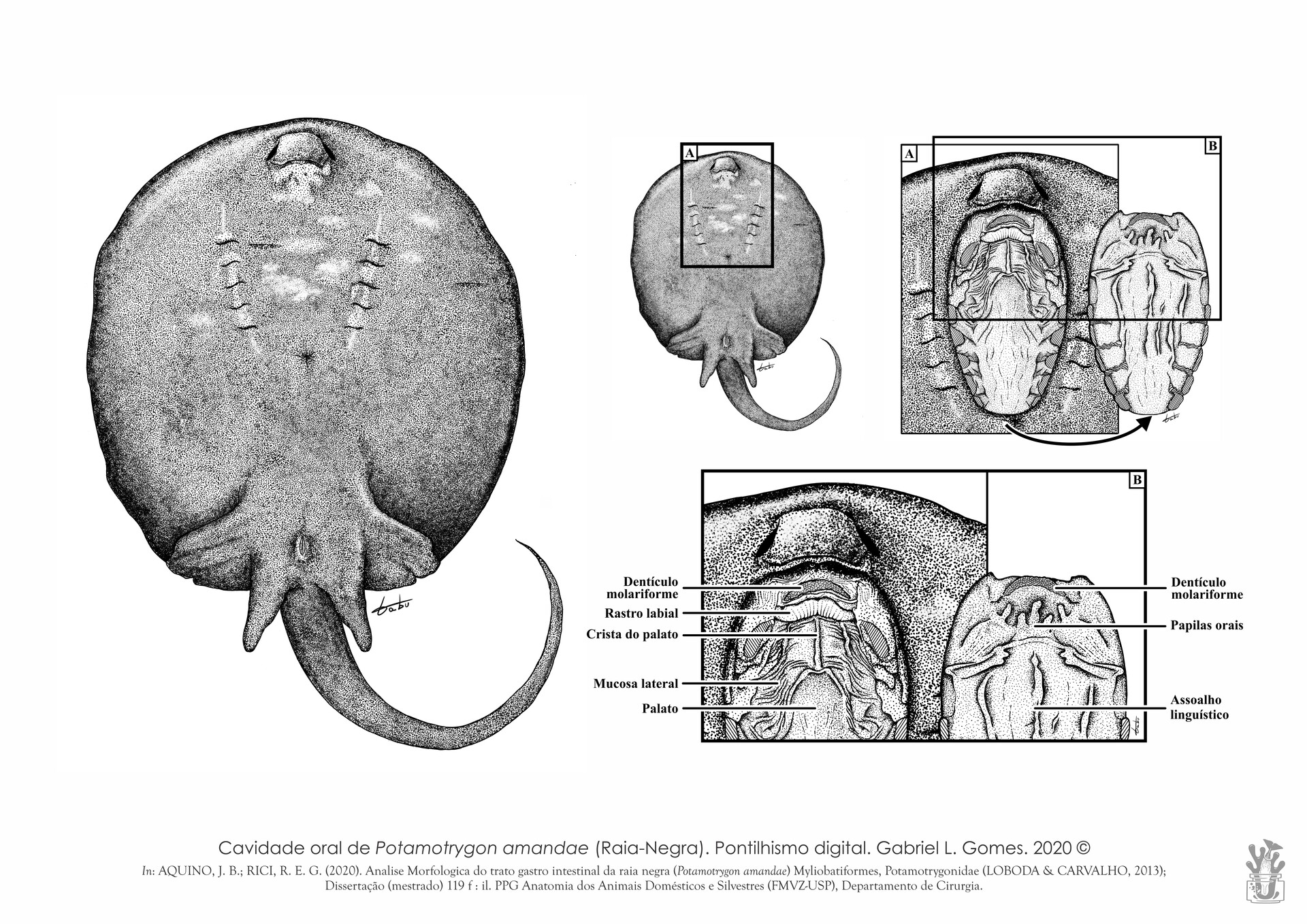 ArtStation - Cavidade oral de Raia-Negra (Potamotrygon amandae)