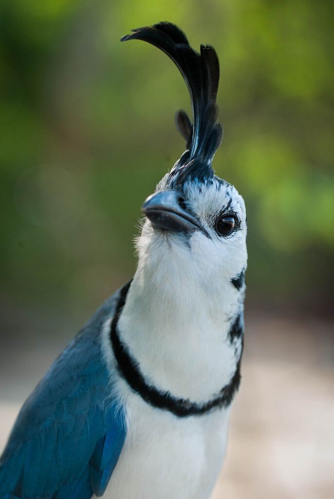 Carson Robinson - Magpie Jay - Blue Knight