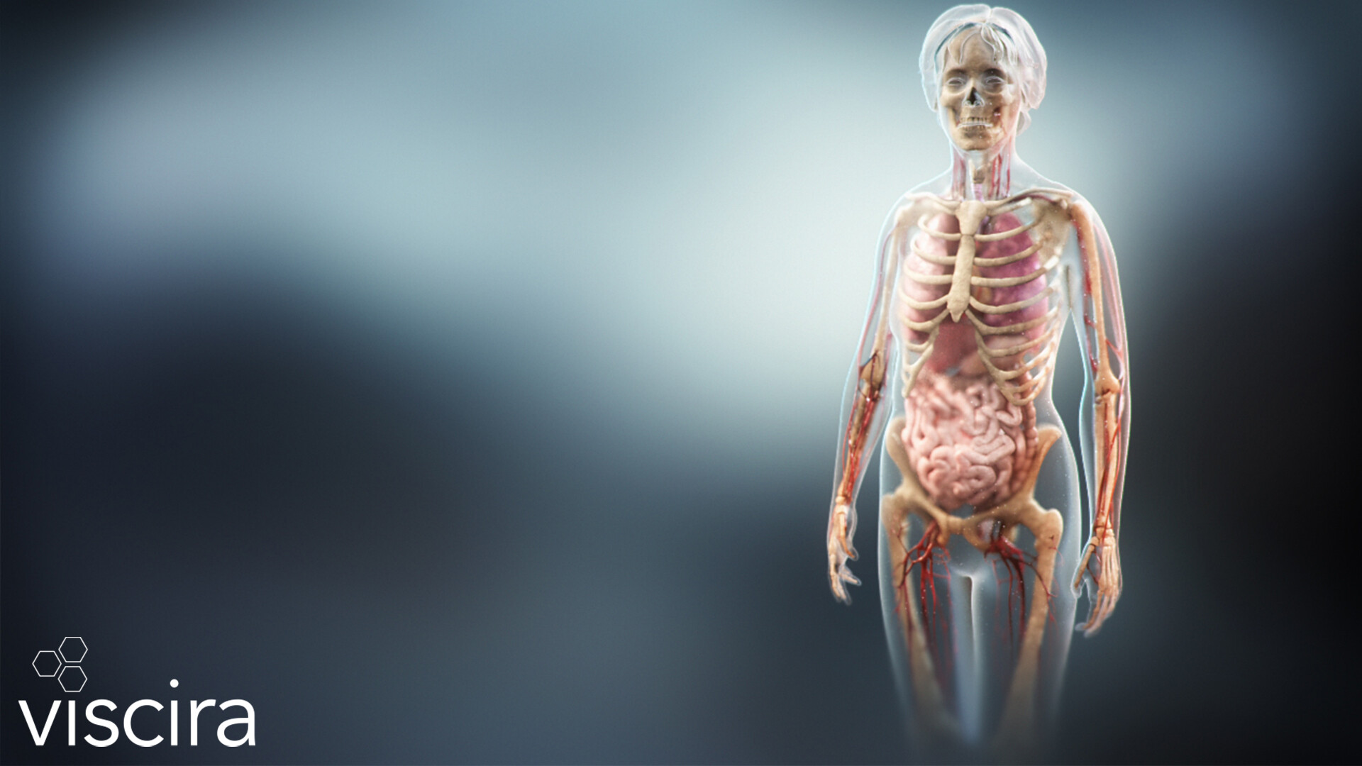 ArtStation - Medical animation Cells.