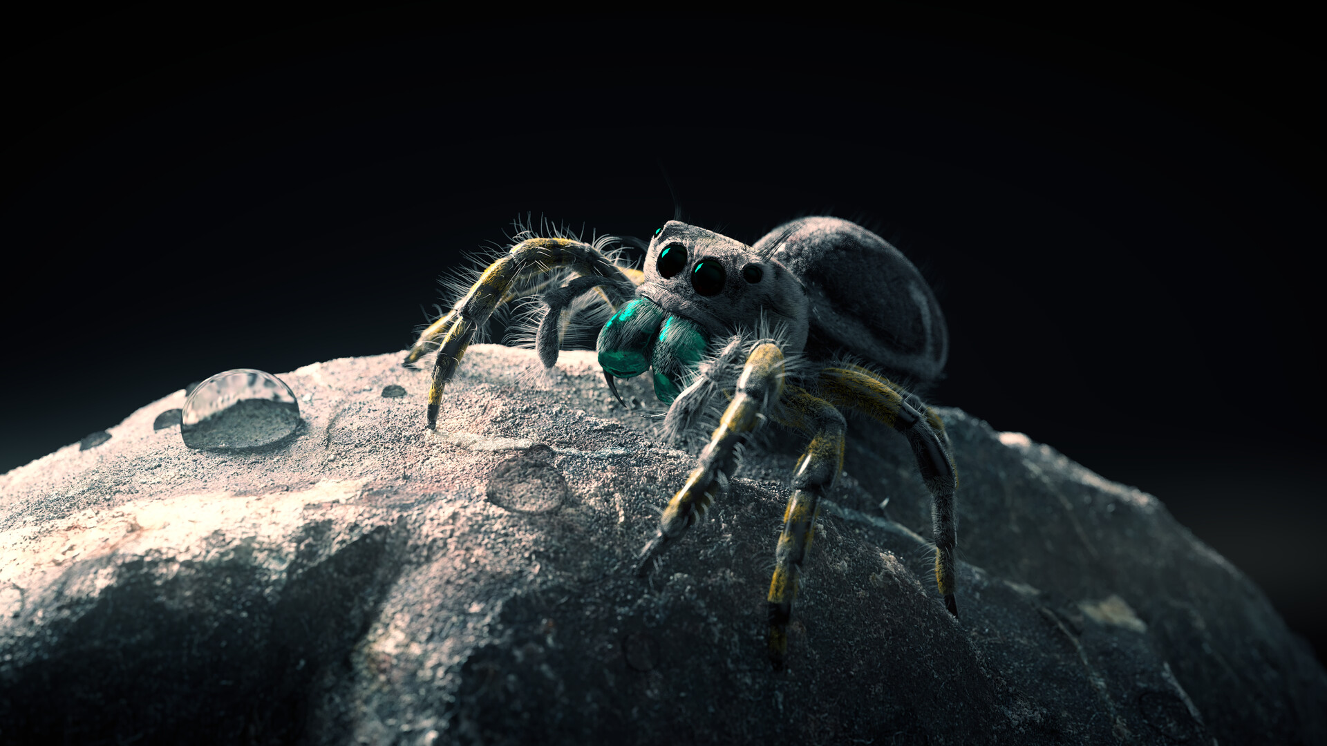 ArtStation - Jumping Spider