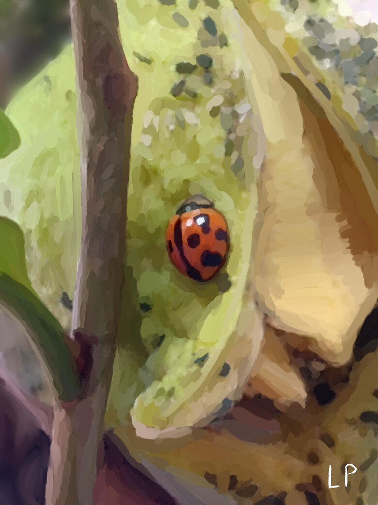 ArtStation - Ladybug