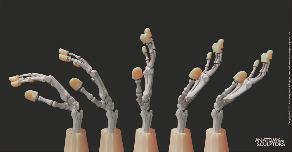 Anatomy For Sculptors - Hand in motion