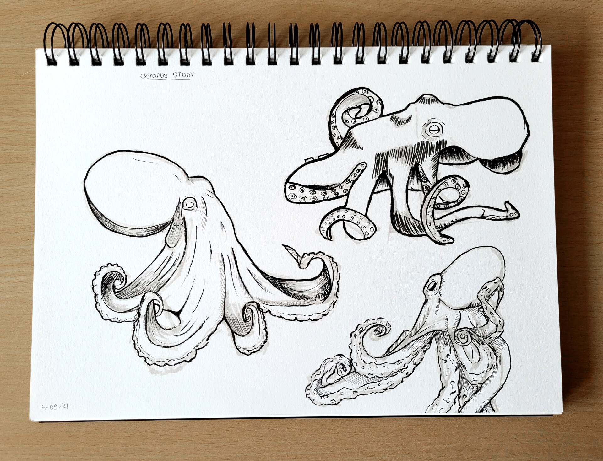 ArtStation - Octopus Study