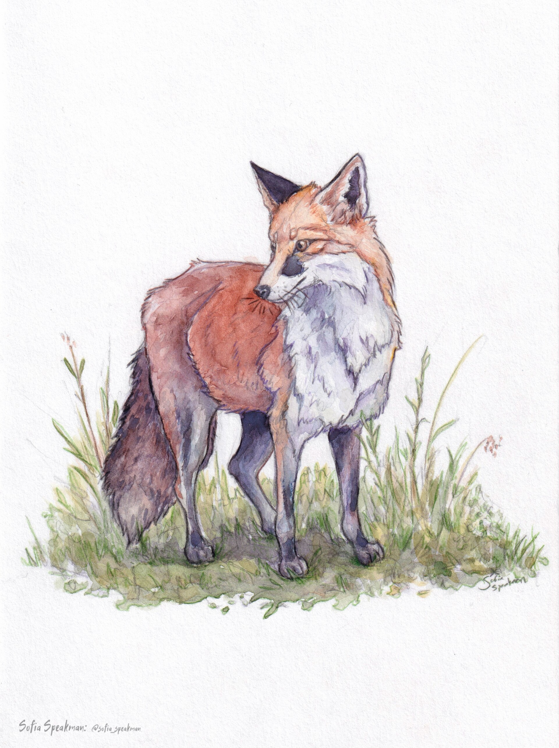 Red Fox Watercolor