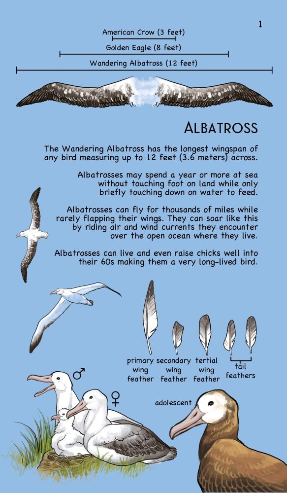 ArtStation - Albatross Designs' Guide to Marine Life