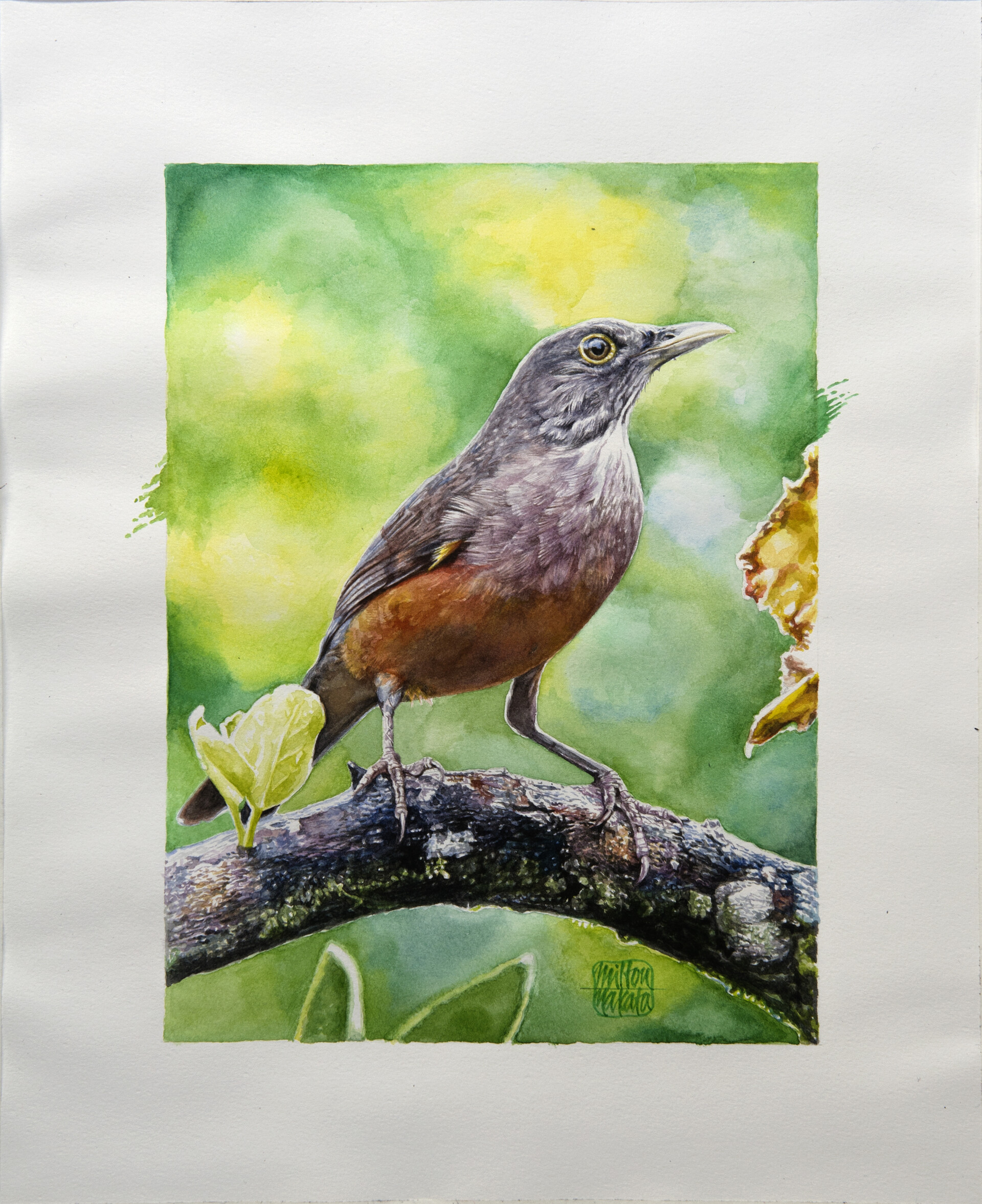 ArtStation - Sabiá Laranjeira - commission made in watercolor.