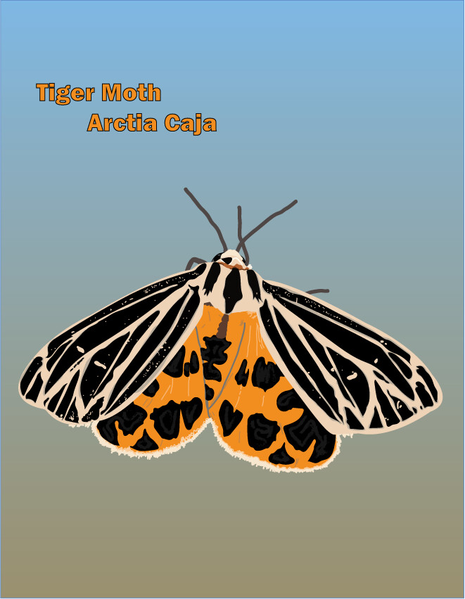 ArtStation - Tiger Moth Digital Art 259 Project