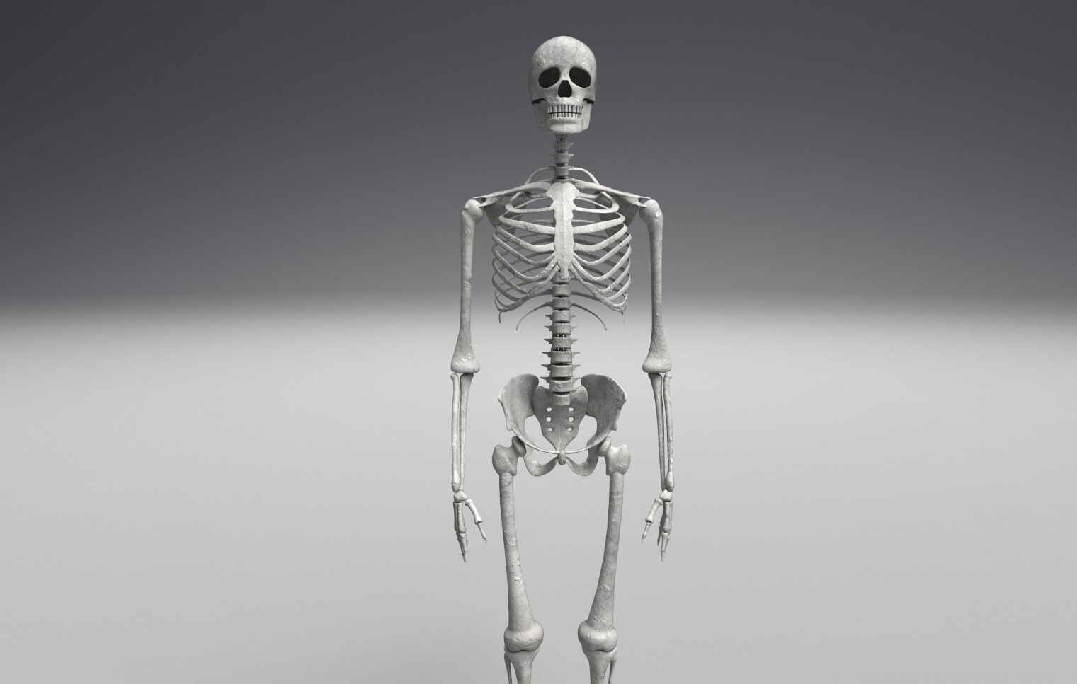 ArtStation - Human Skeleton