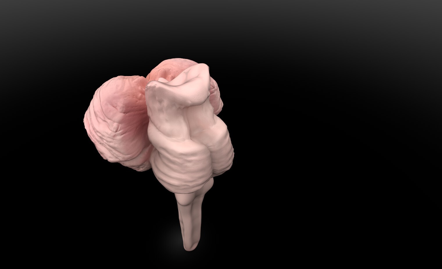 ArtStation - Brainstem and Cerebellum