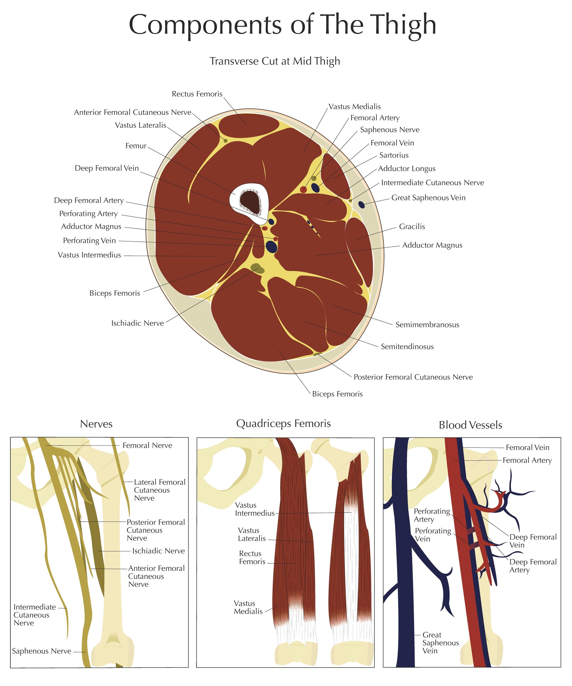 ArtStation - Components of the Thigh