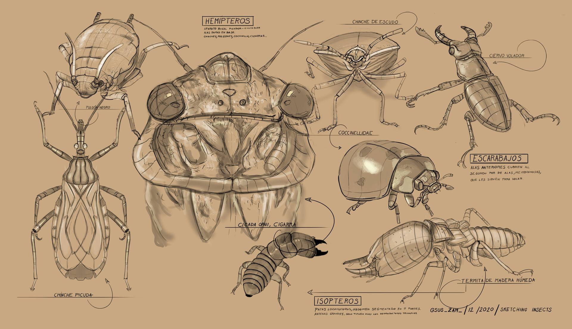 ArtStation - Sketching Insects