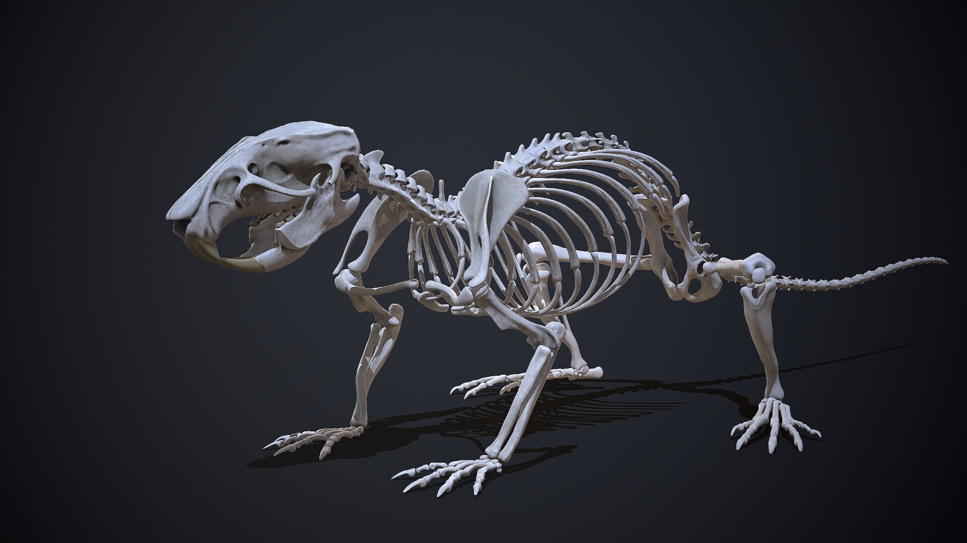 Sergey Egelsky - Rat anatomy