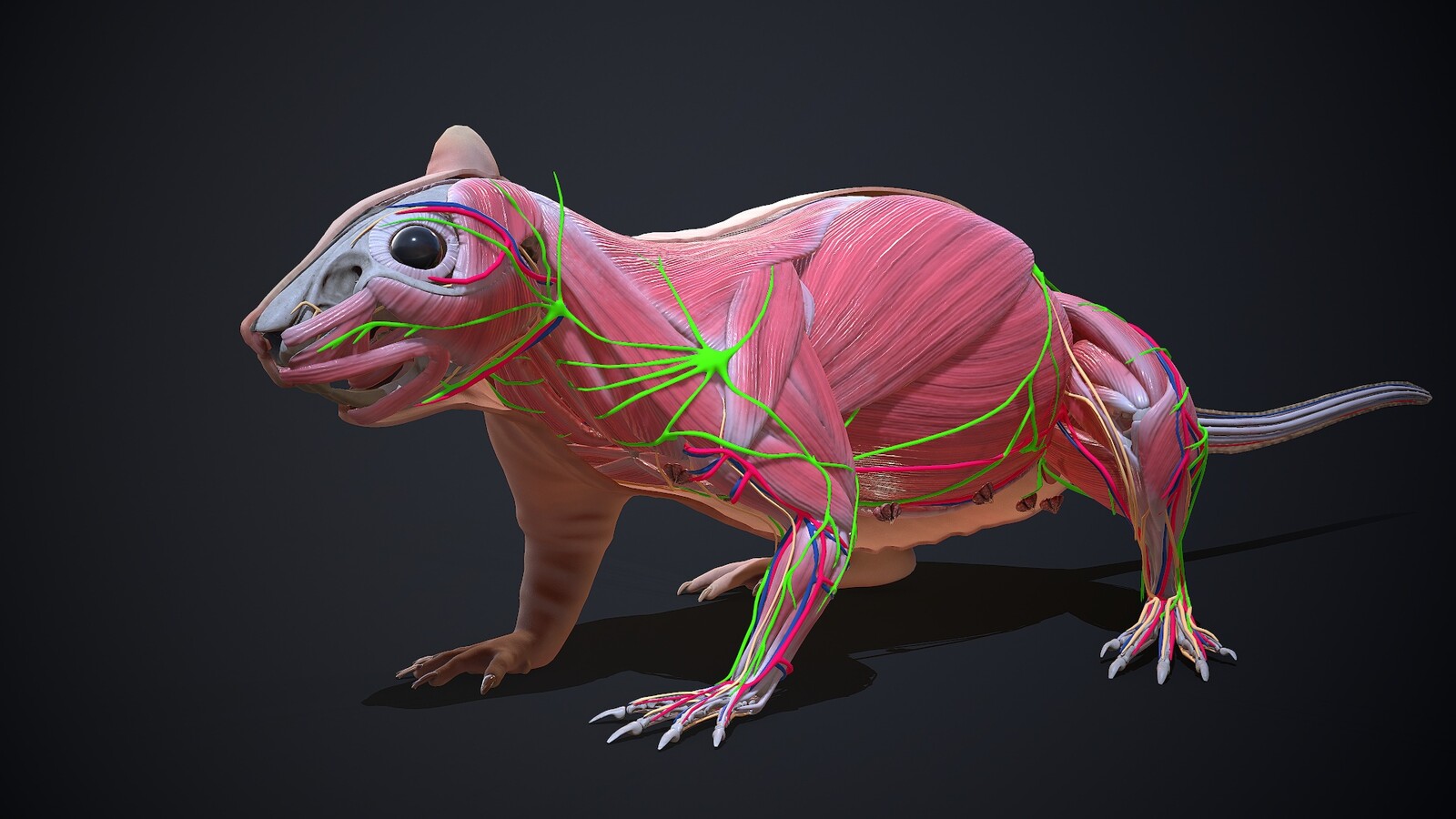 Sergey Egelsky - Rat anatomy