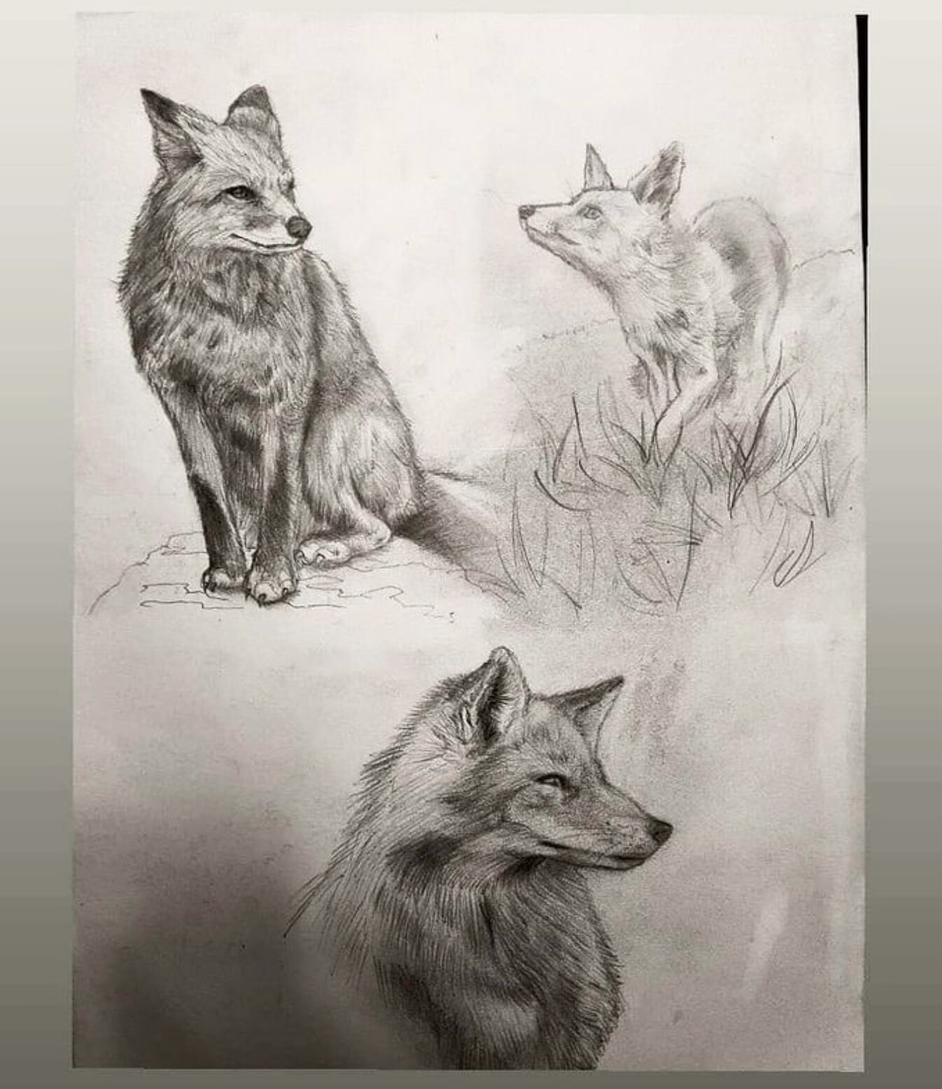 ArtStation - Fox sketch