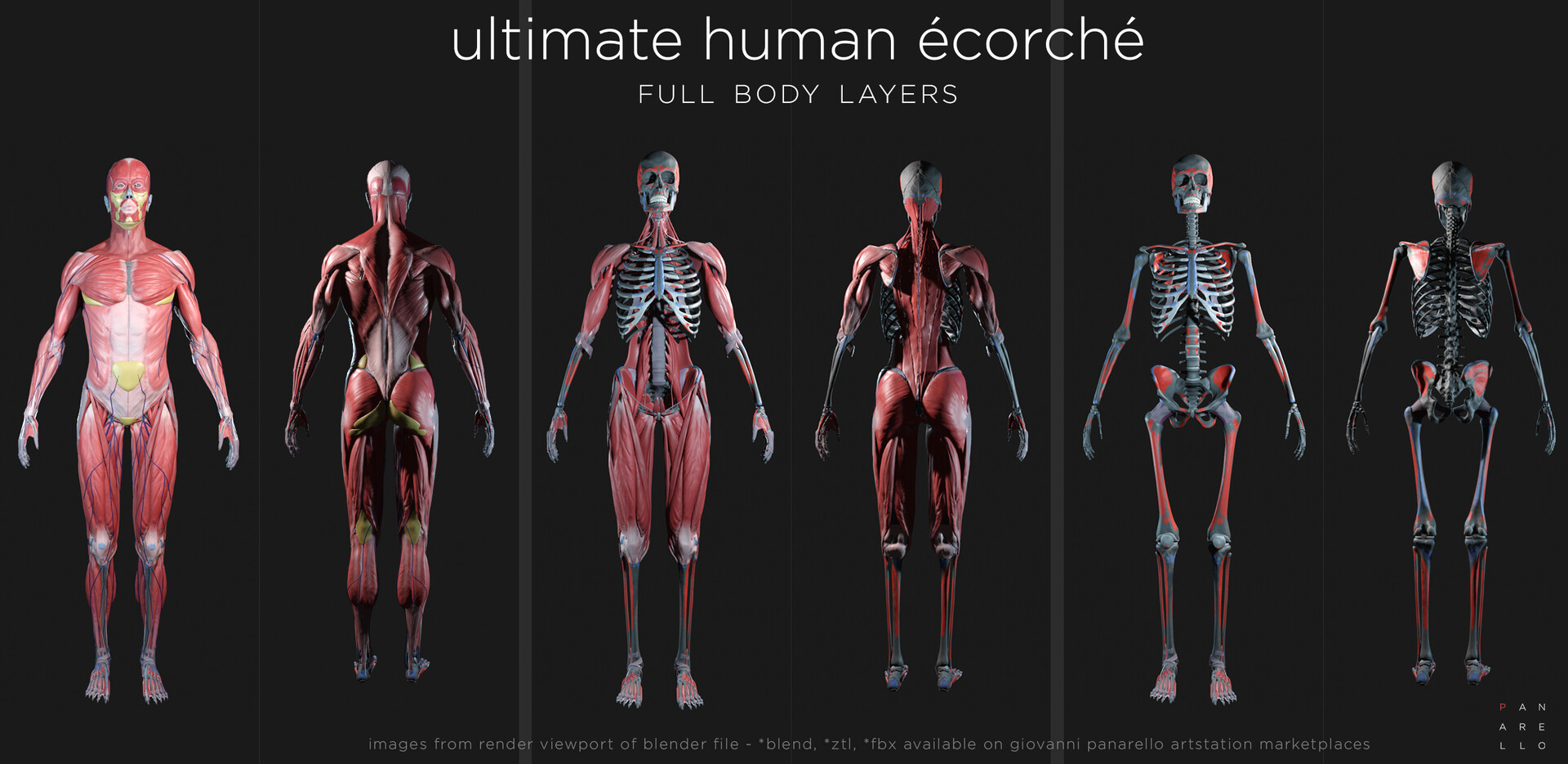 ArtStation - ULTIMATE HUMAN ÉCORCHÉ