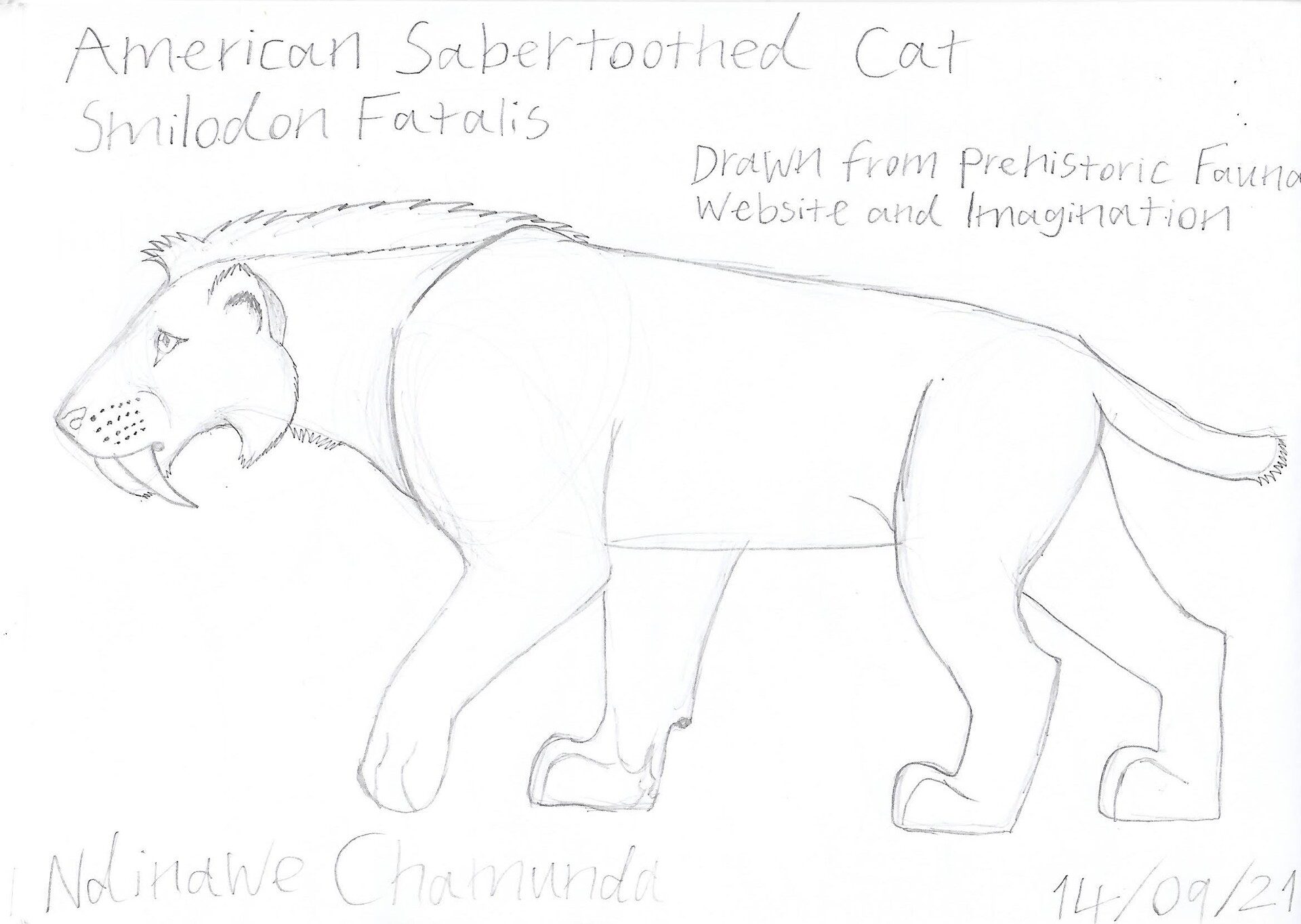 saber tooth cat coloring page