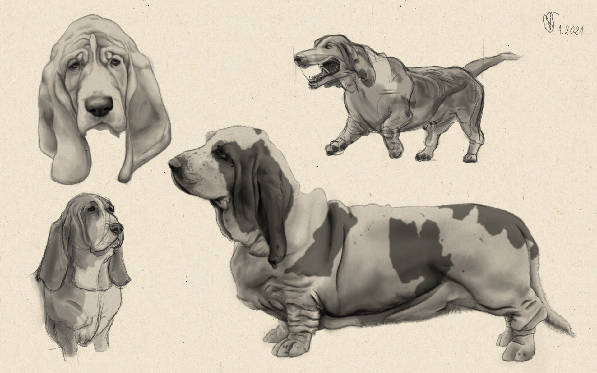 Basset Hound Sketch