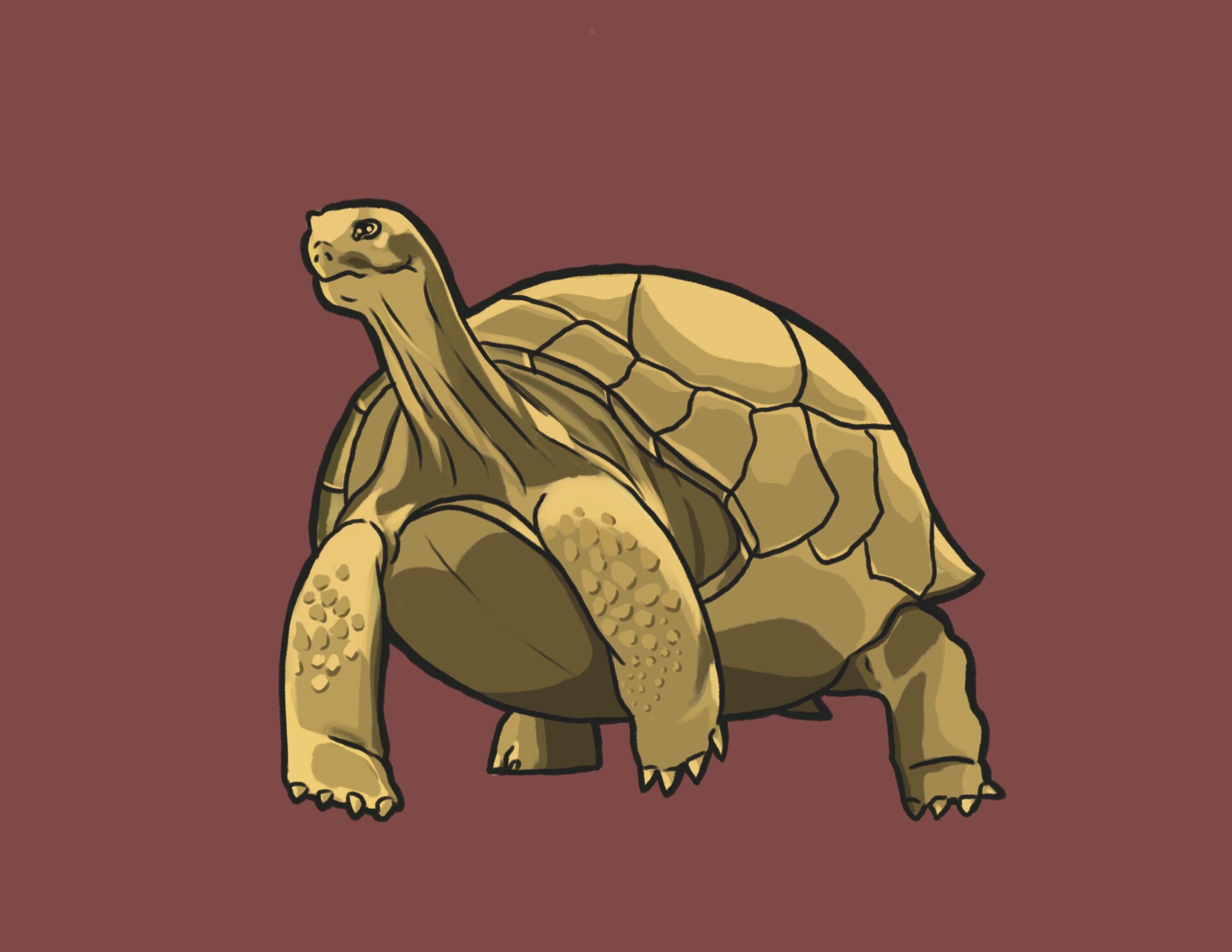 ArtStation - Tortoise