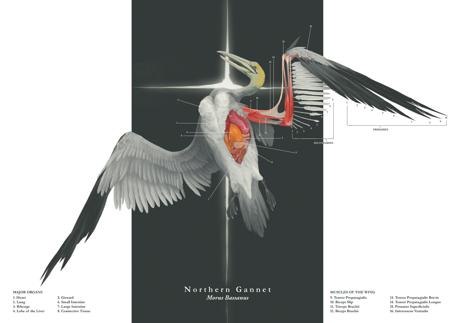 ArtStation - Northern Gannet