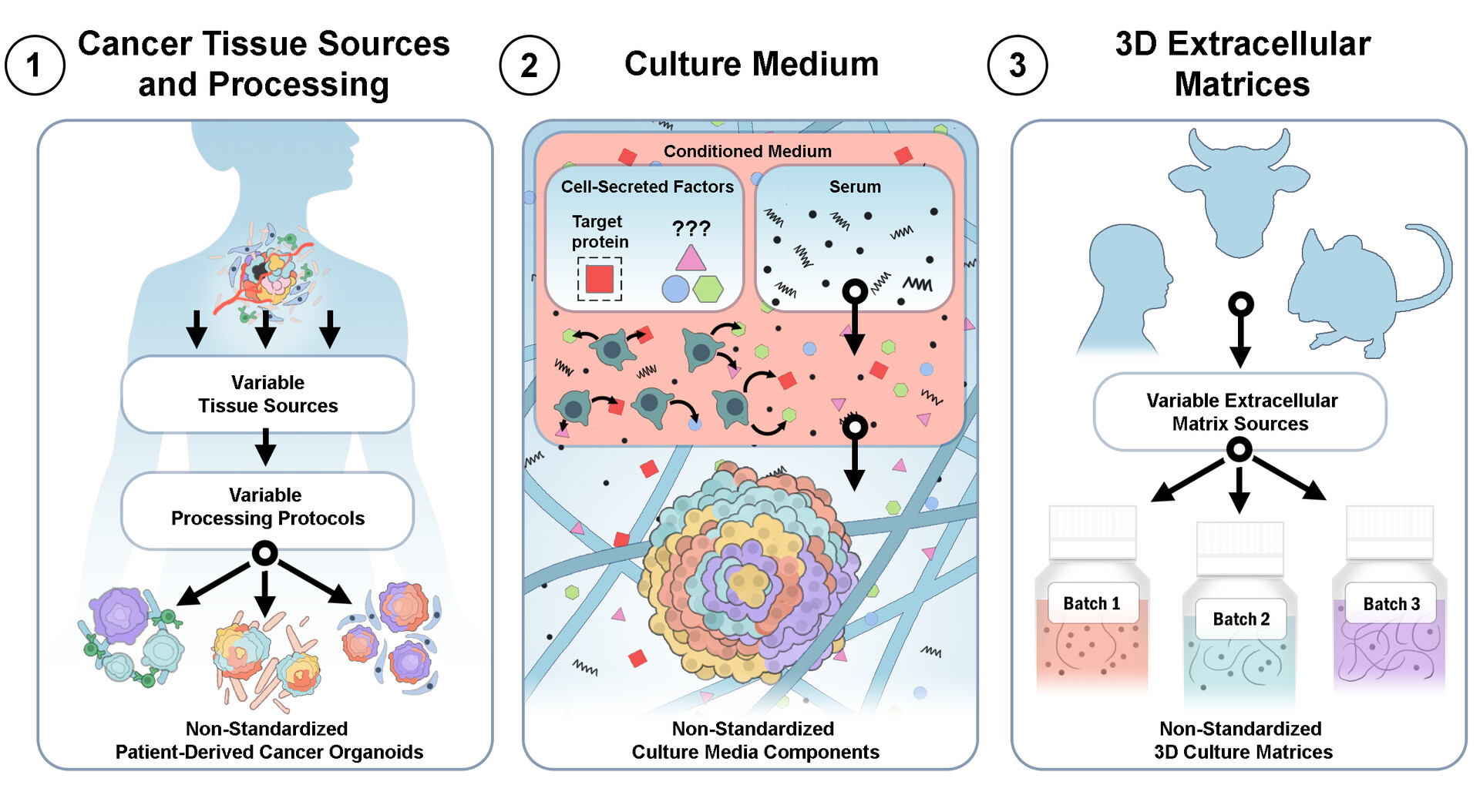 Riley Suhar - Next - Generation Cancer Organoids (Five Figures)