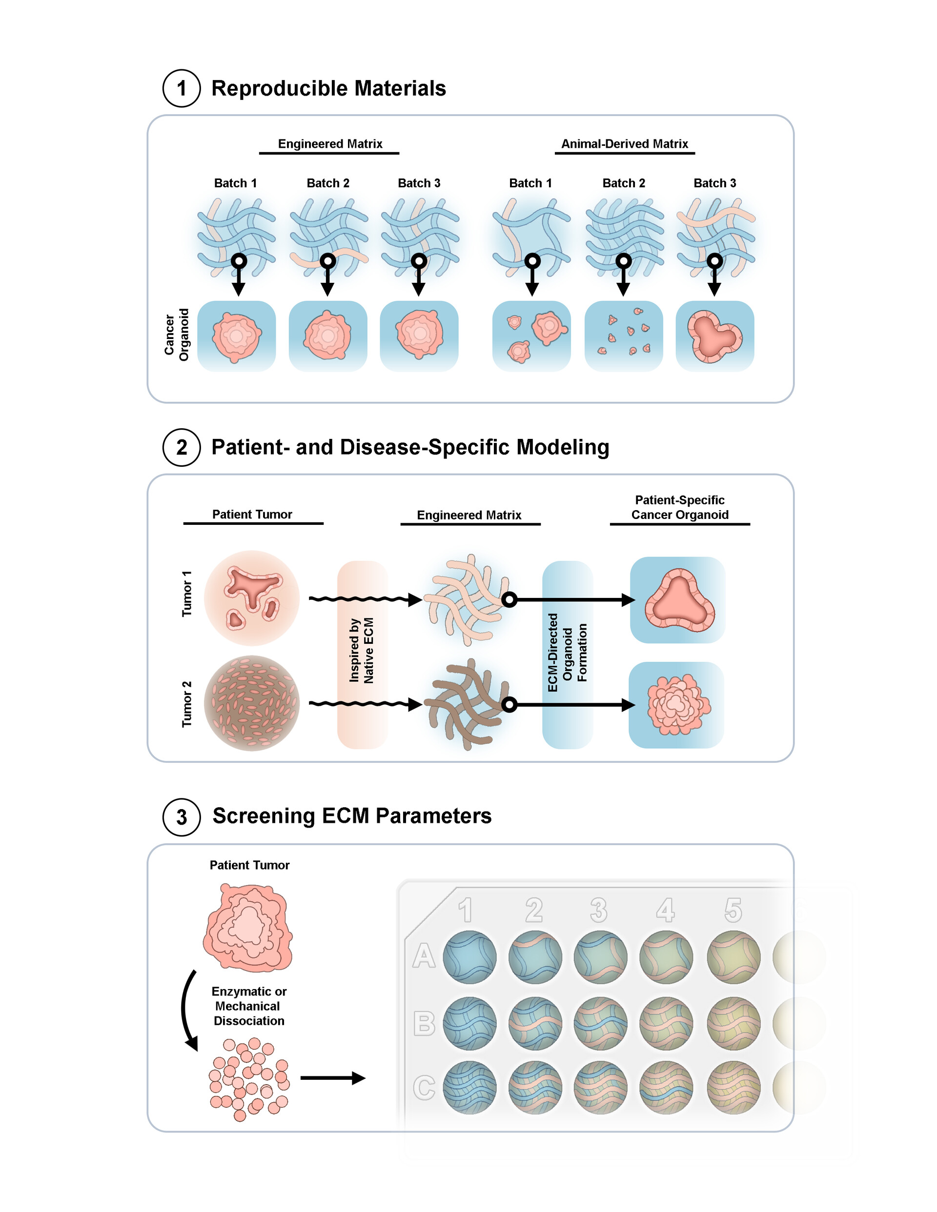 Riley Suhar - Next - Generation Cancer Organoids (Five Figures)