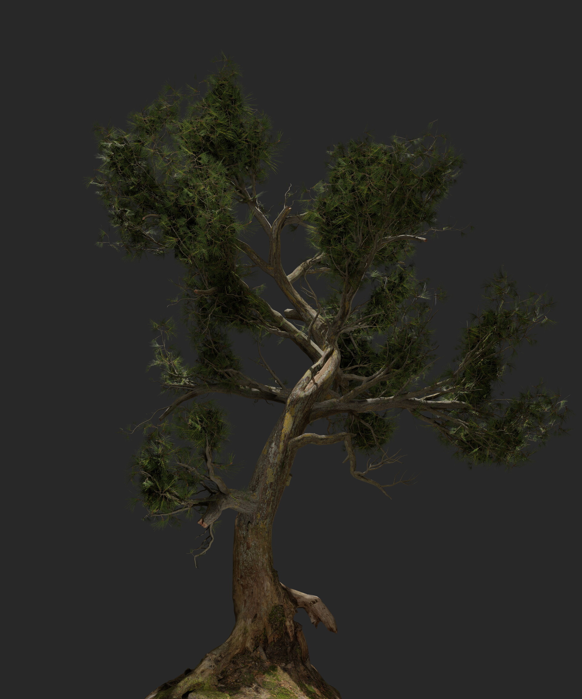 ArtStation - pine tree
