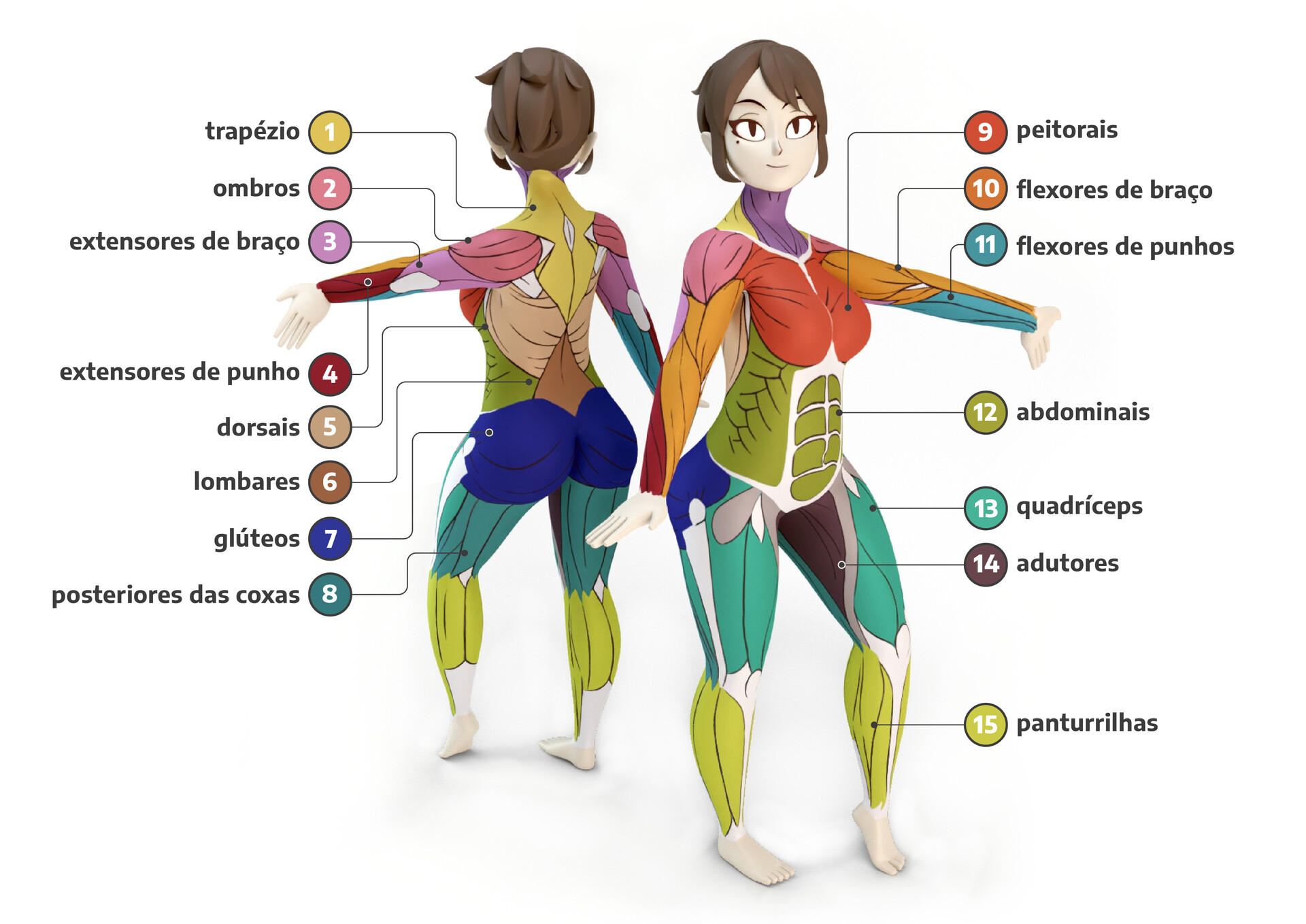 Diagrama De Musculos Quadruplos