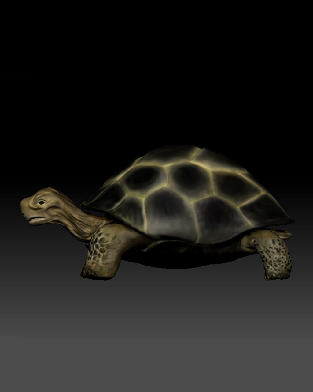 ArtStation - Tortoise