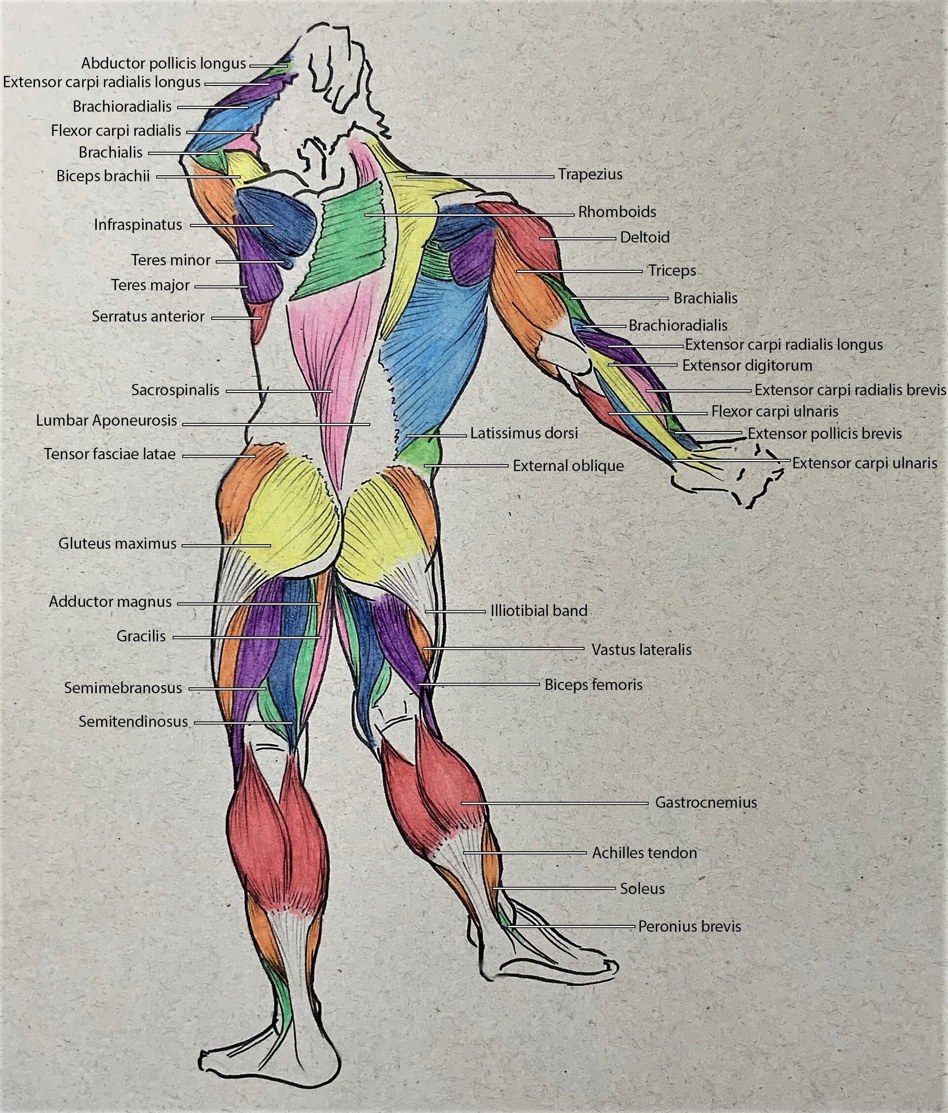 ArtStation - Anatomical drawing done for anatomy class