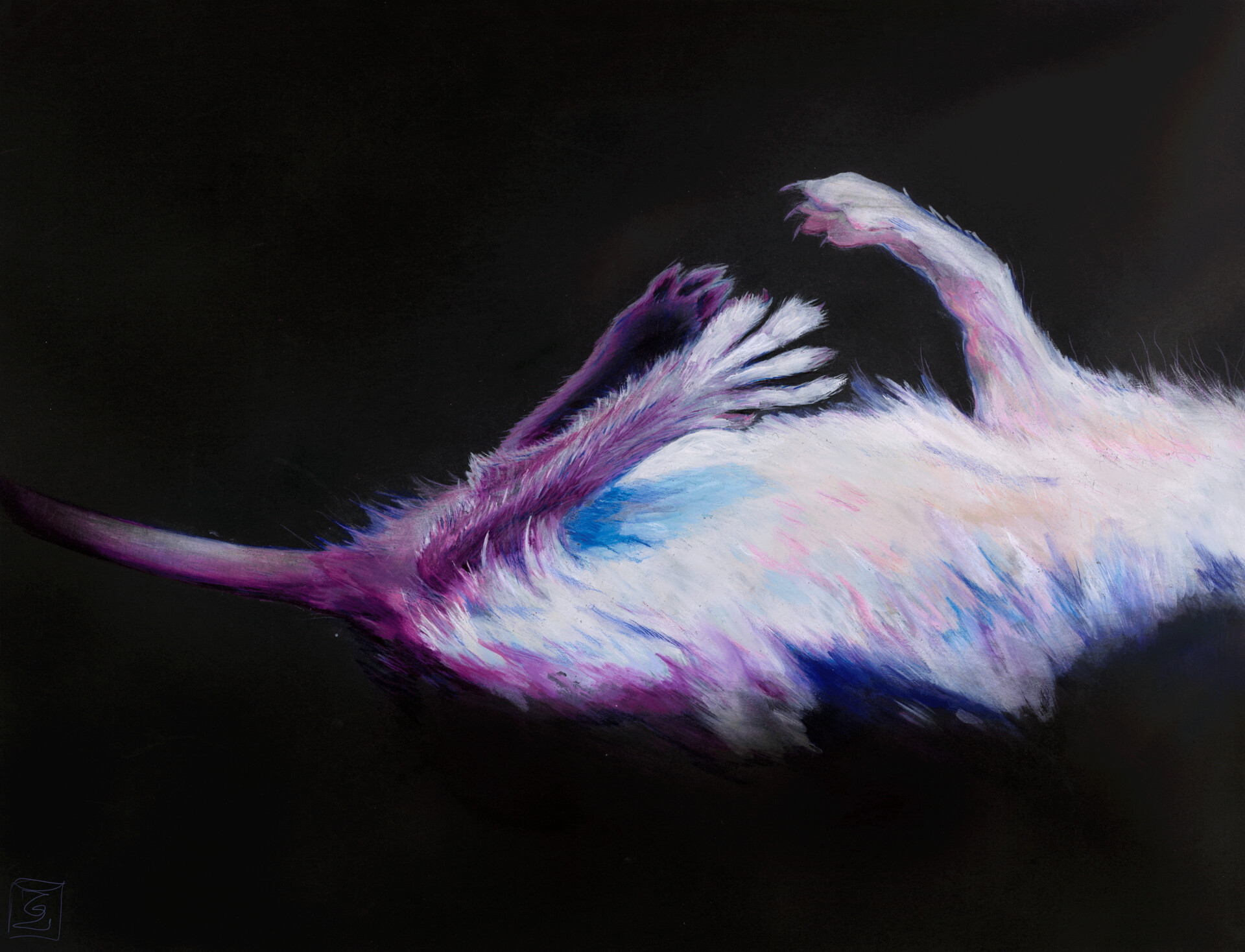 white footed mouse drawing