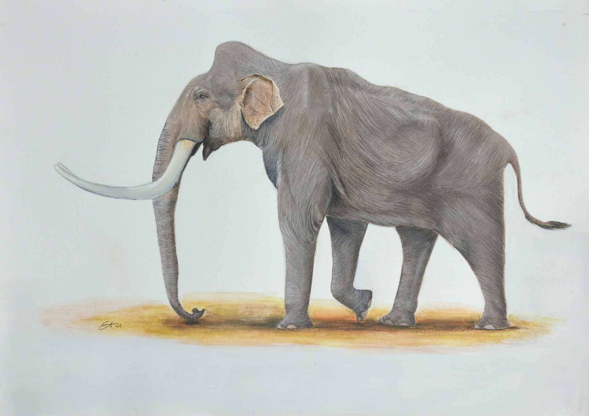 ArtStation - Mammuthus meridionalis