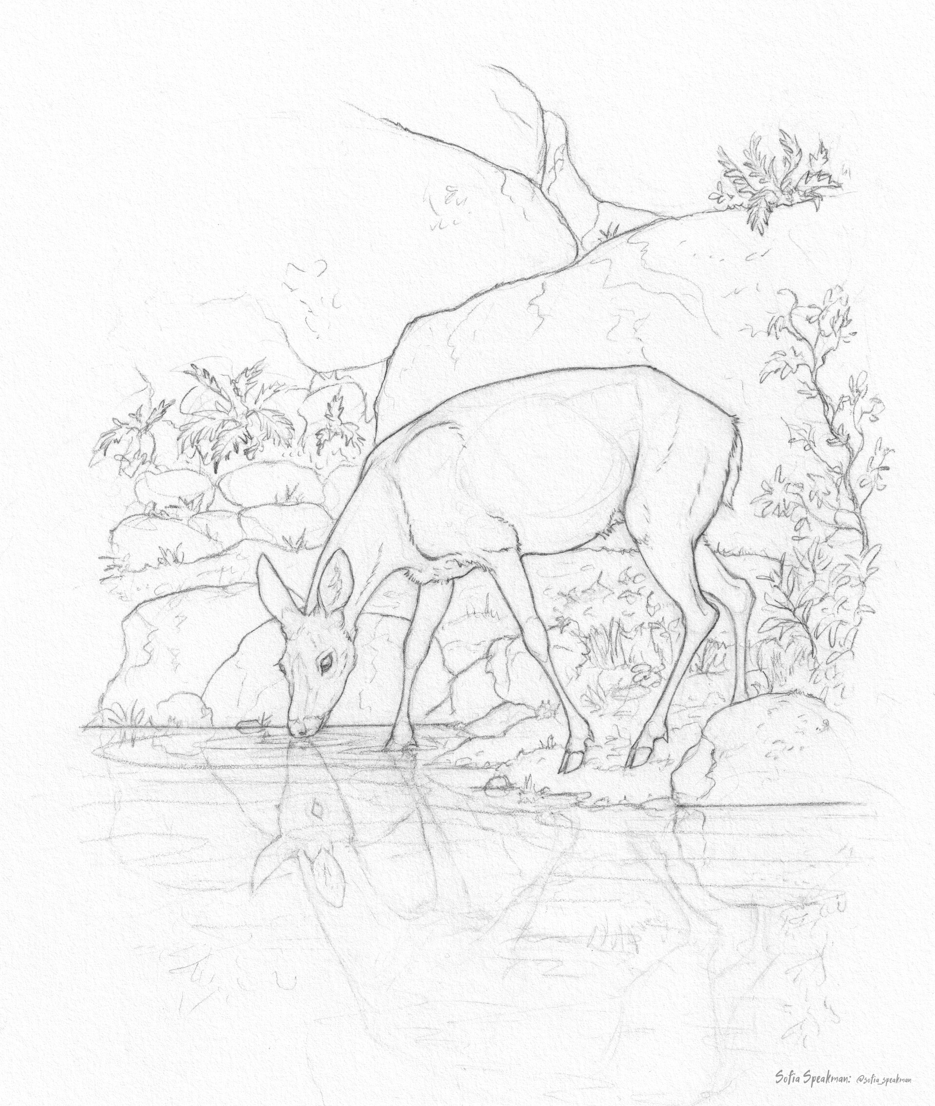 deer drinking water coloring pages