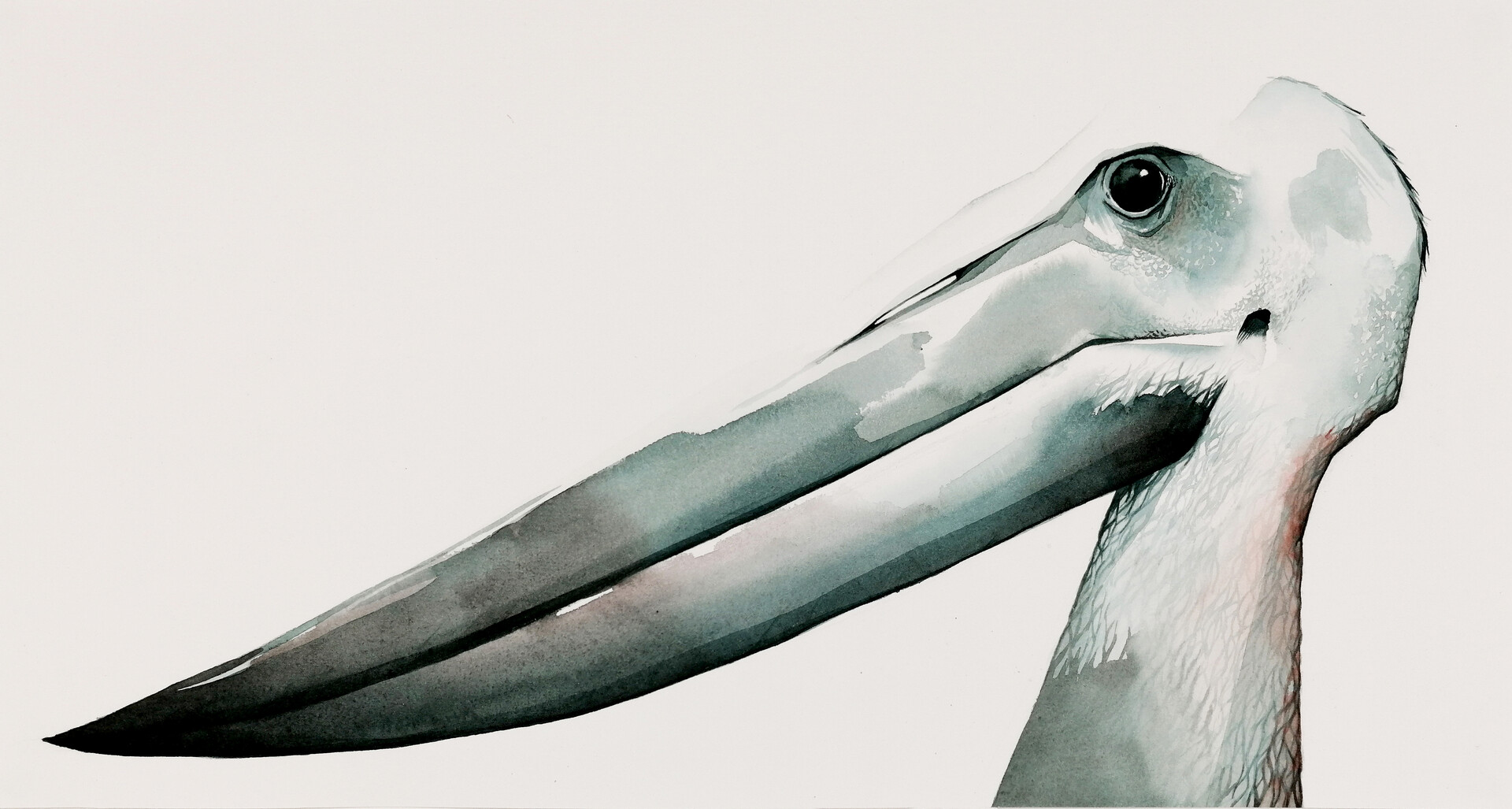 ArtStation - Bird Side #7 Jabiru