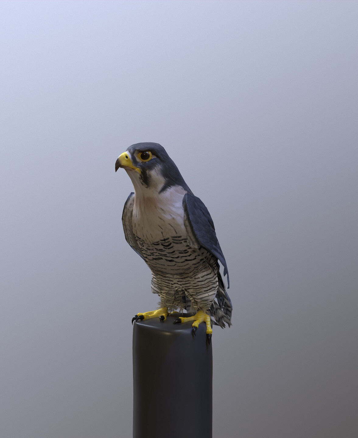Tyler Smith - Peregrine Falcon Model Study