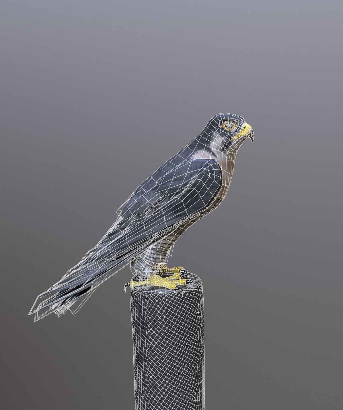Tyler Smith - Peregrine Falcon Model Study
