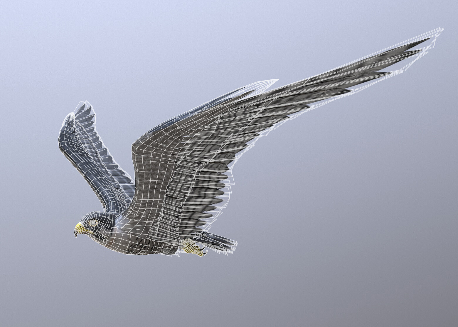 Tyler Smith - Peregrine Falcon Model Study