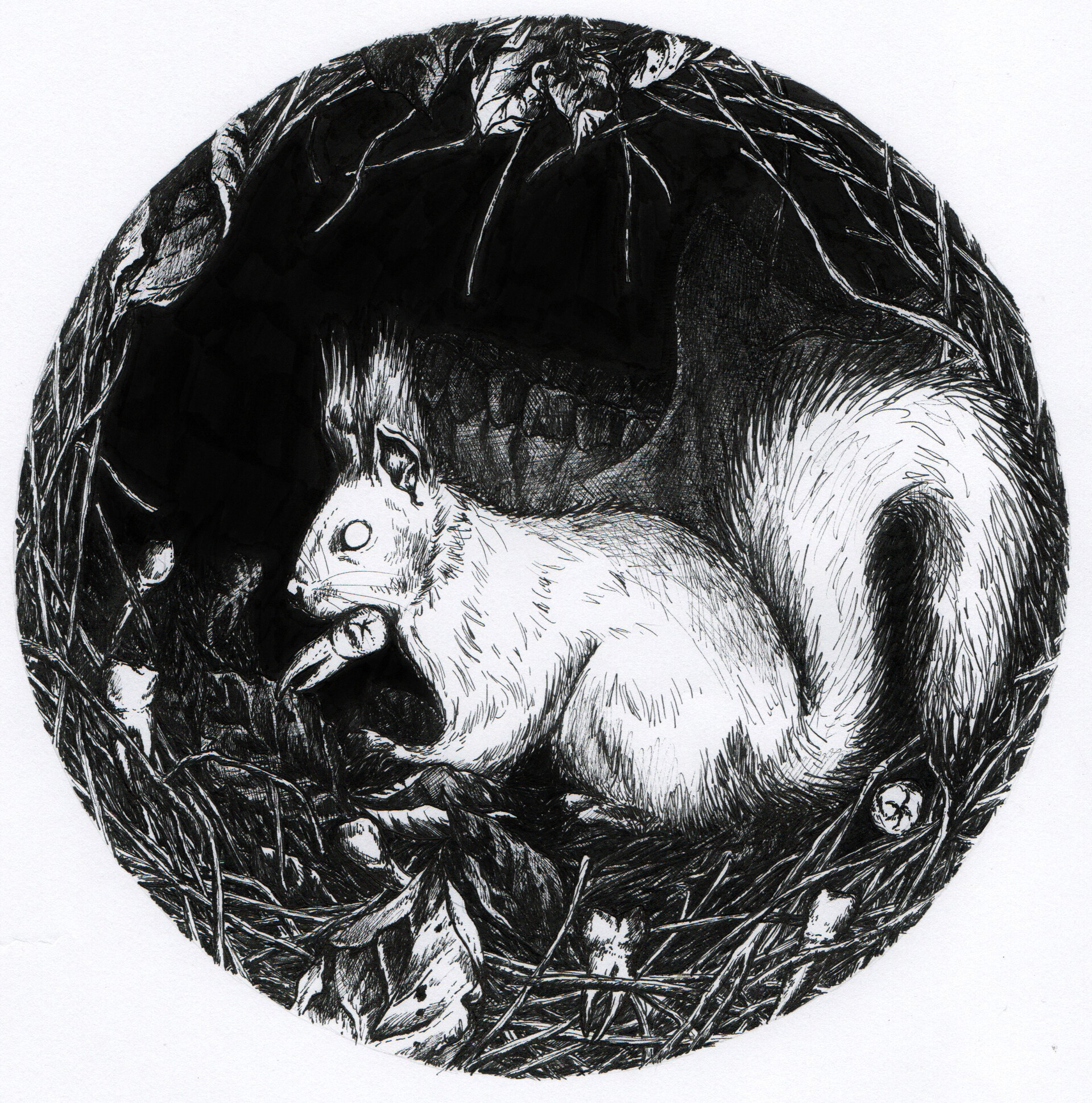 ArtStation - Squirrel