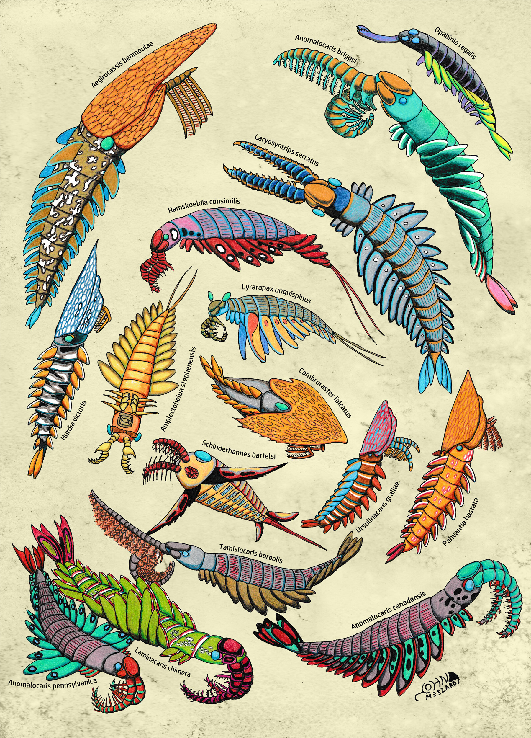 John Meszaros - Radiodonts