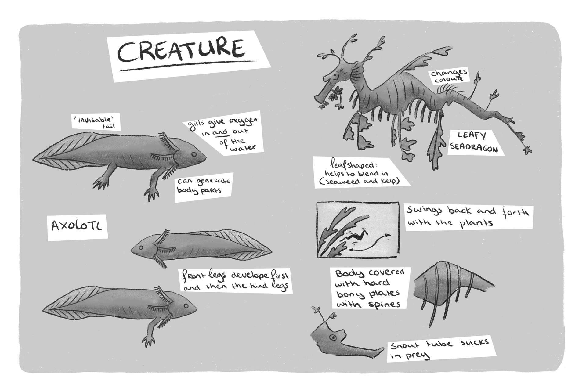 ArtStation - Tale of Fera - Creature and Environmental