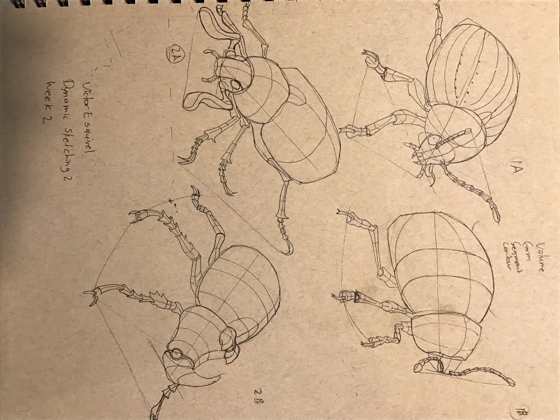 ArtStation - Insects and other Dynamic Sketching 2 assignments