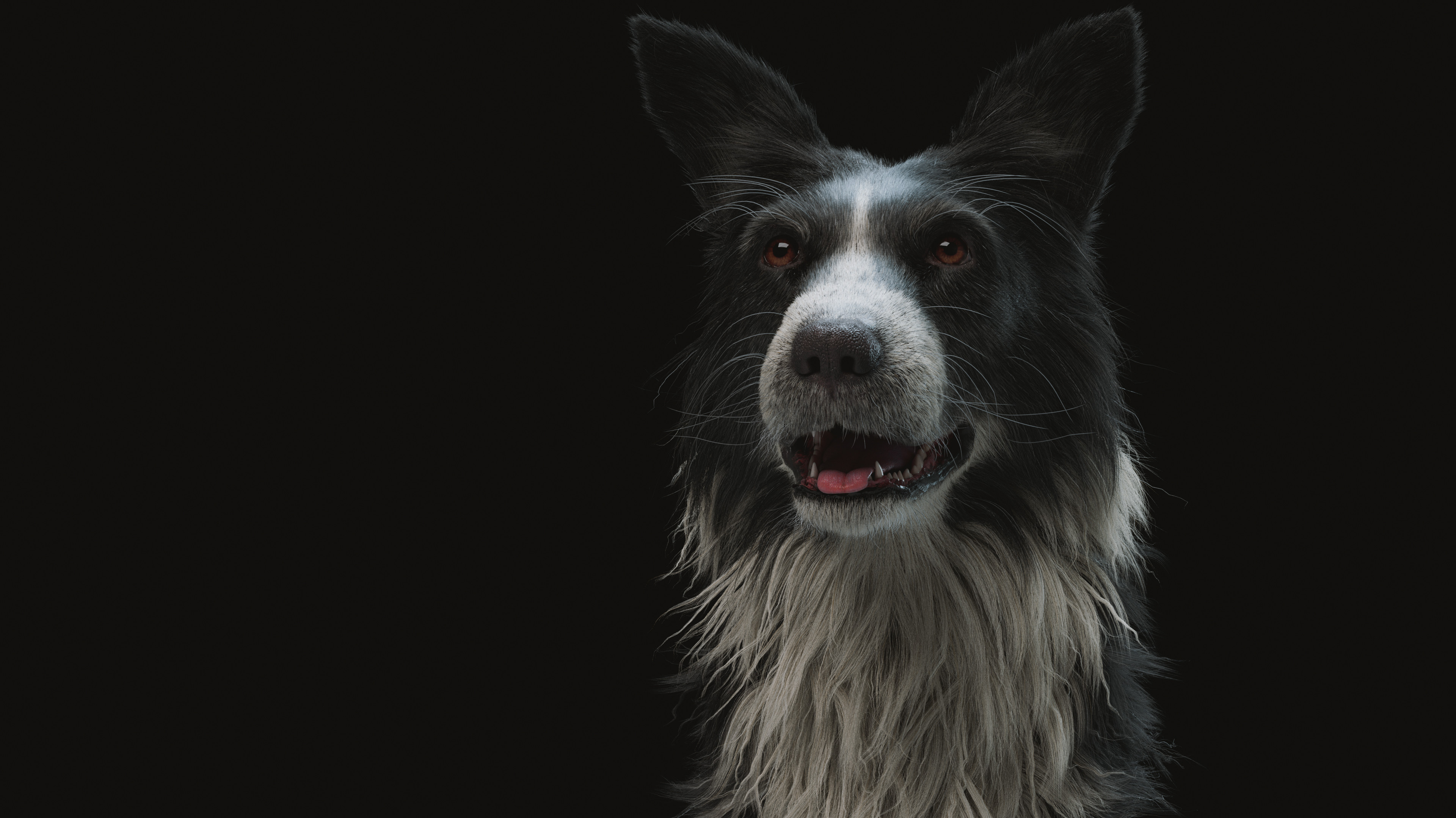 Are Border Collies Hard To Groom